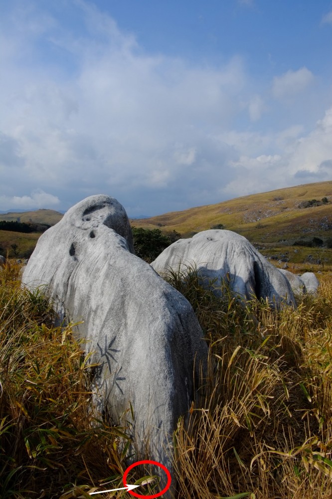 Chromatic aberration / purple fringing on the Fuji X-PRO1 - 札幌デザイン制作会社 A4JP
